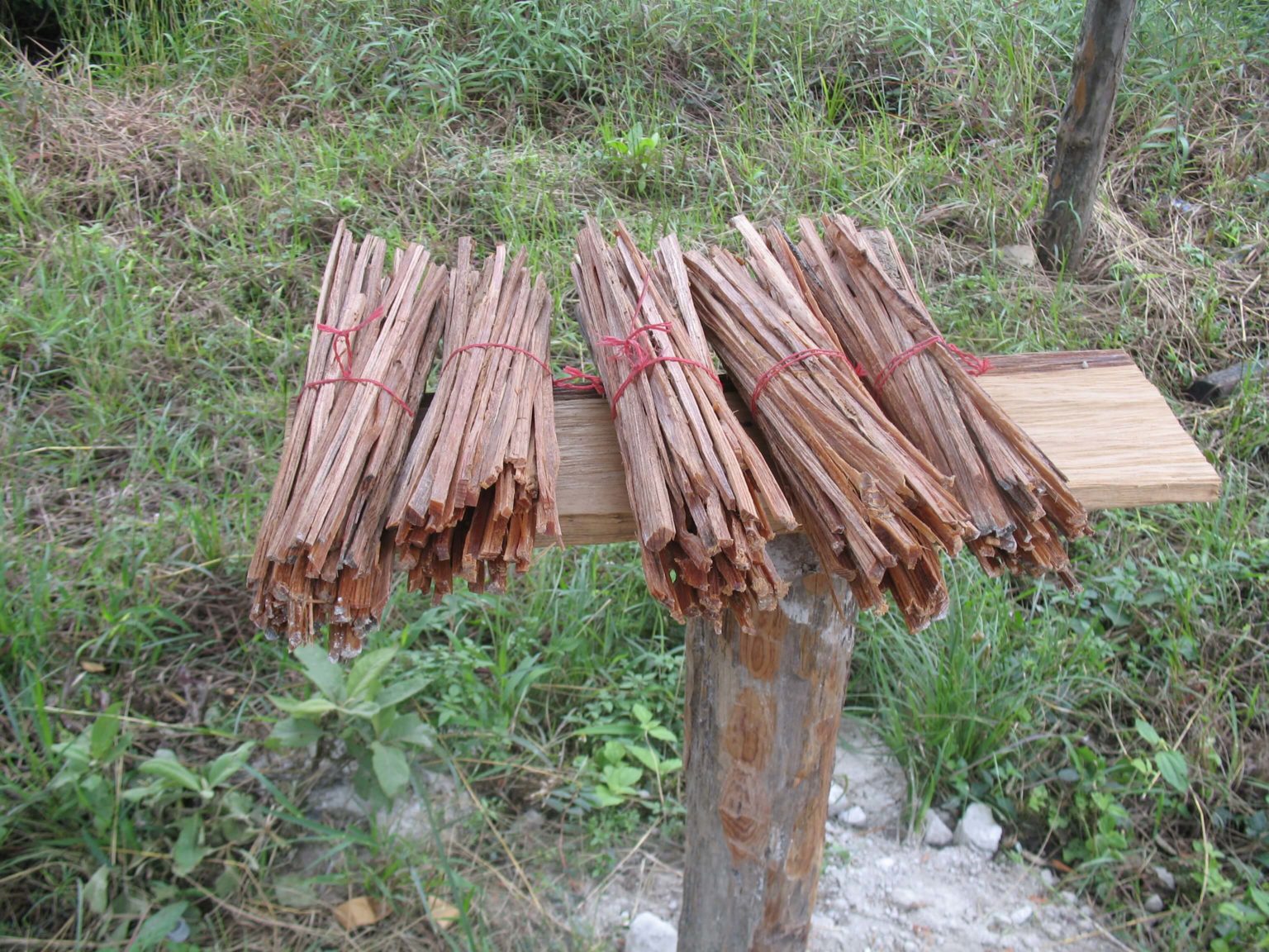 The Origin of Fatwood | Fatwood Firestarter