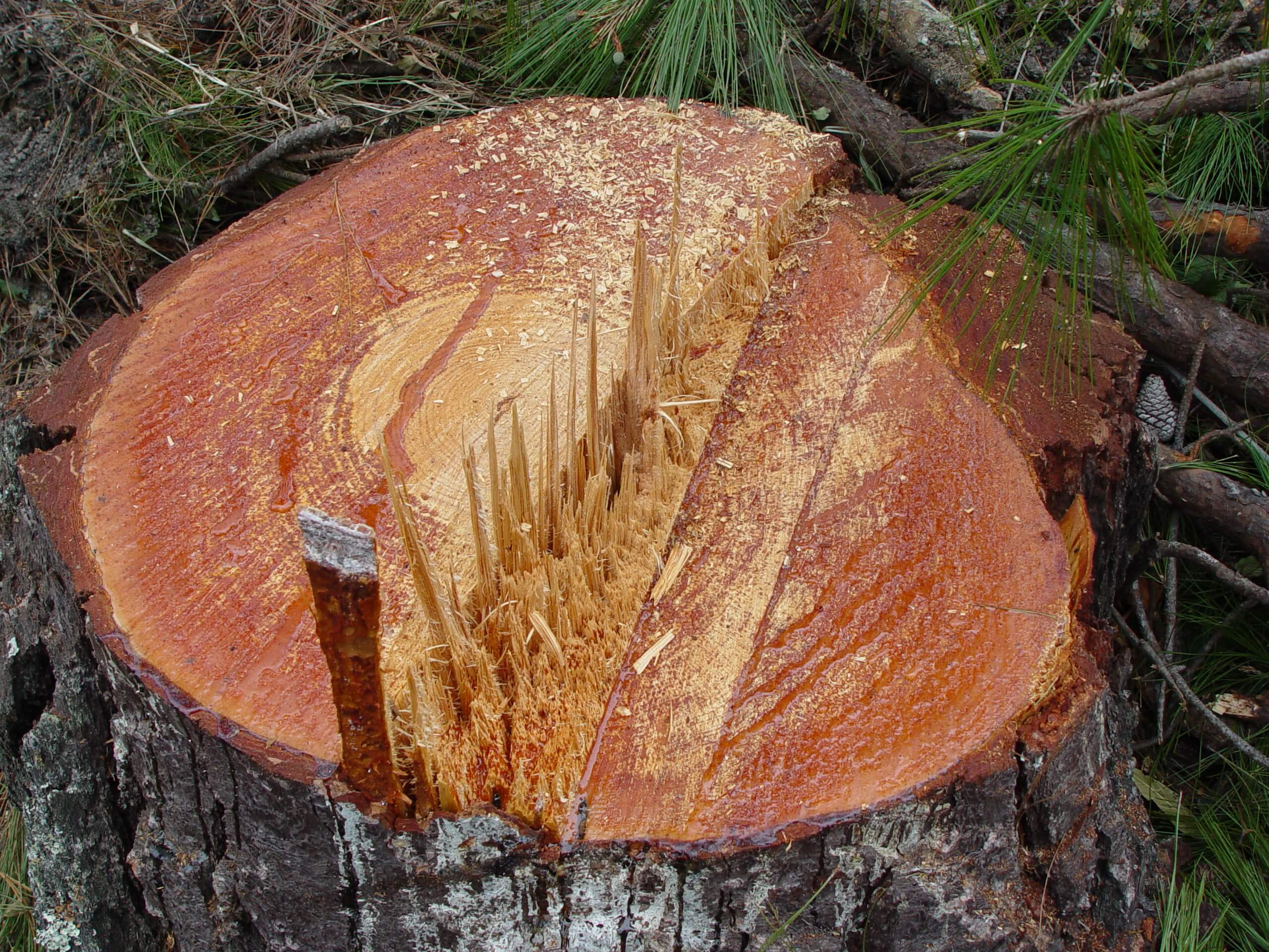 The Origin of Fatwood | Fatwood Firestarter